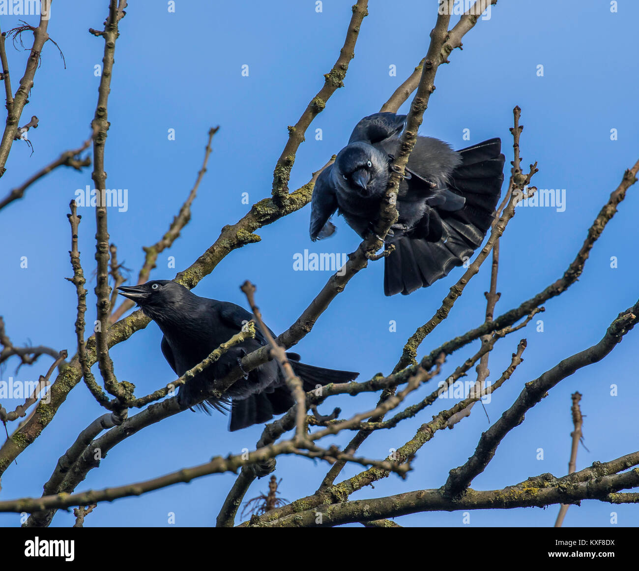 Gavin crow hi-res stock photography and images - Alamy