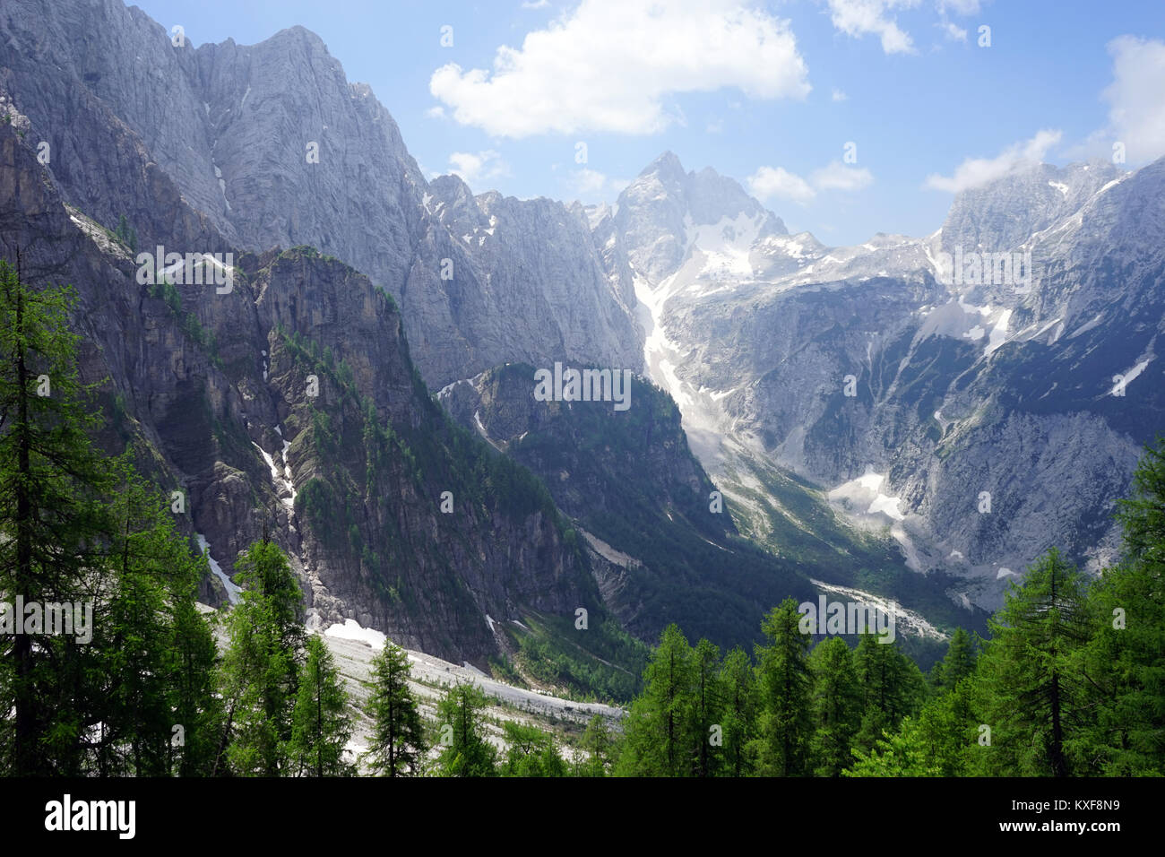 Trees in alps hi-res stock photography and images - Alamy