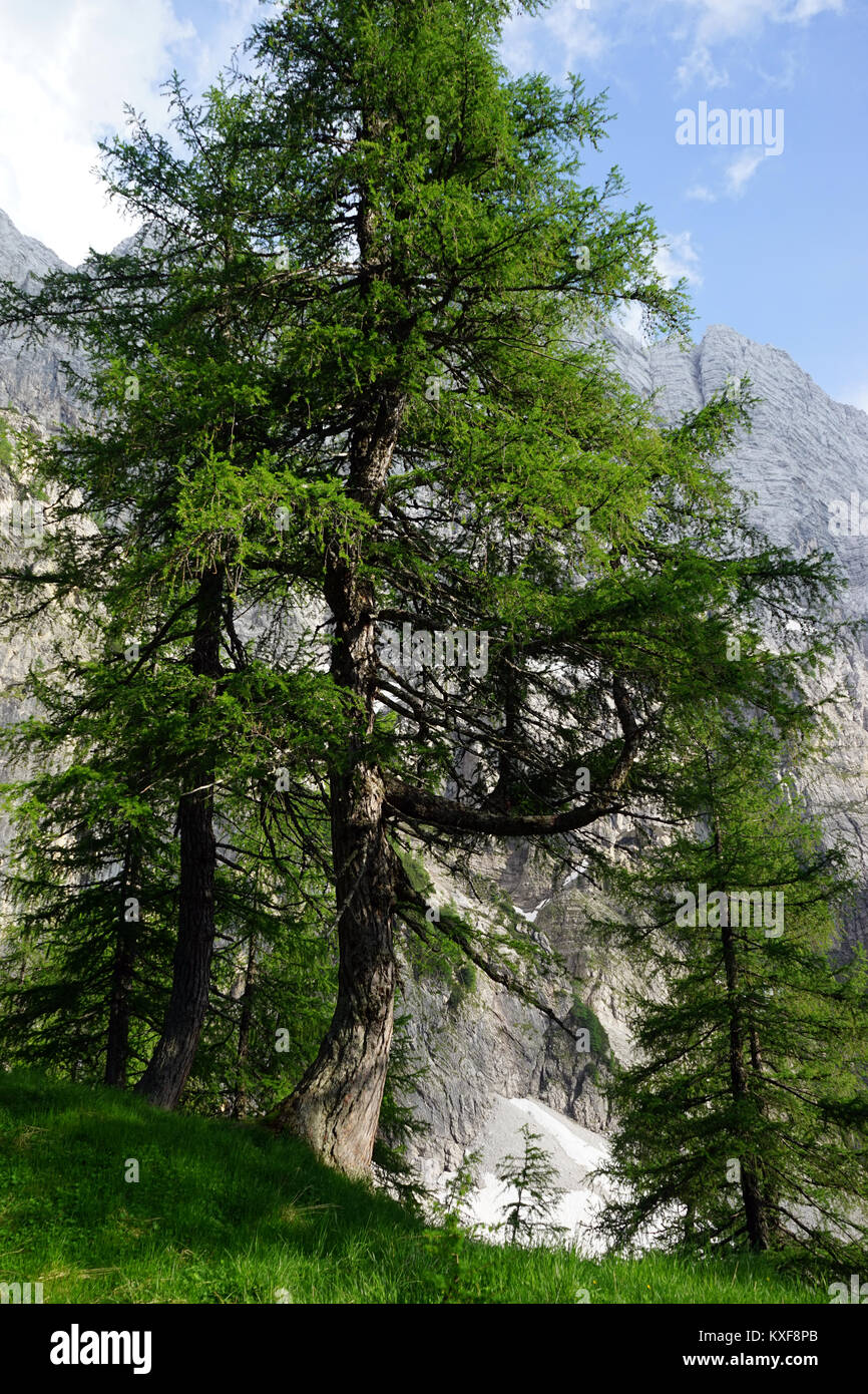 Pine tree abnd Alps in Slovenia Stock Photo - Alamy