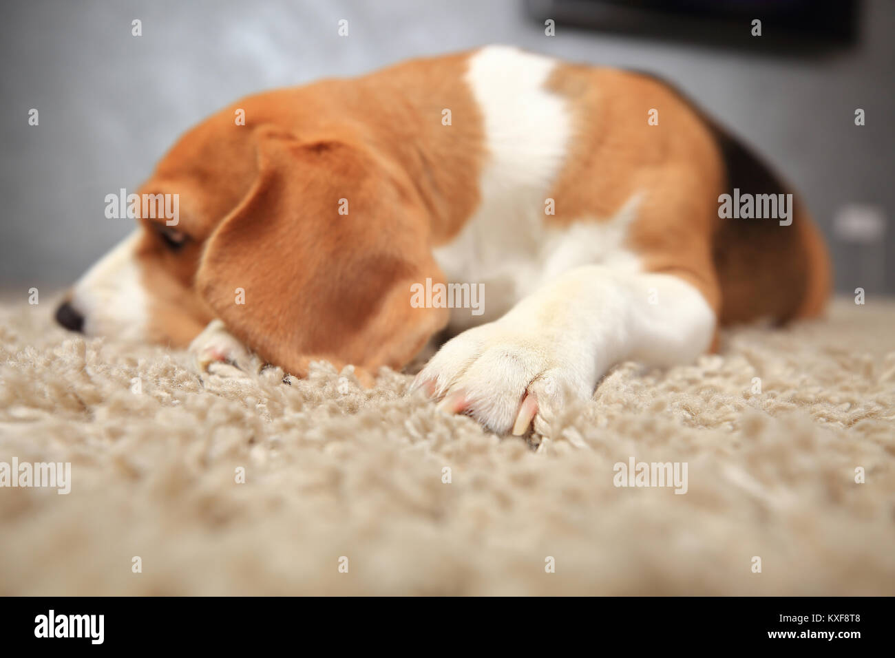 White carpet hi-res stock photography and images - Alamy