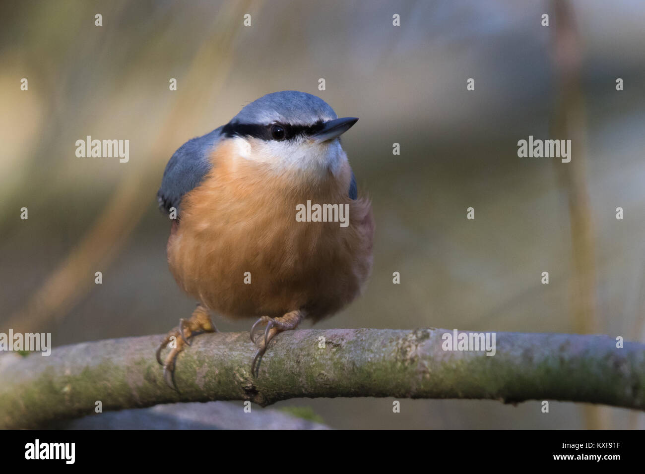 British nuthatch hi-res stock photography and images - Alamy