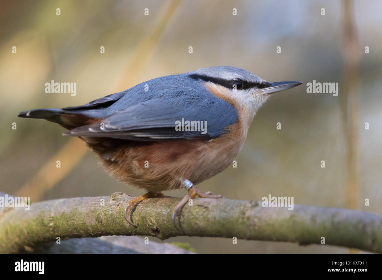 British nuthatch hi-res stock photography and images - Alamy