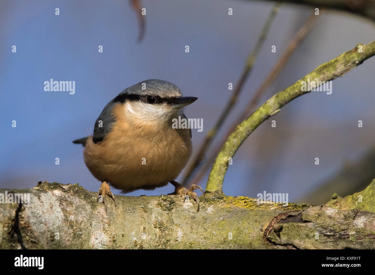 Eurasian Nuthatch (Sitta europaea Stock Photo - Alamy