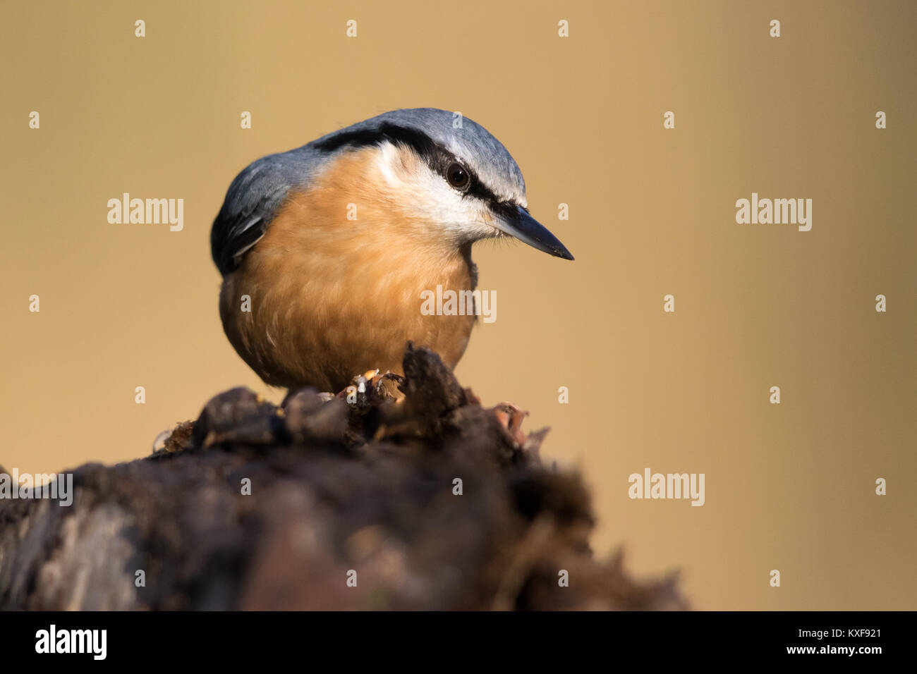 Eurasian Nuthatch (Sitta europaea Stock Photo - Alamy