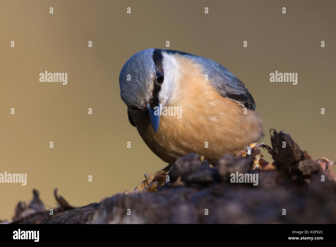 Eurasian Nuthatch (Sitta europaea Stock Photo - Alamy