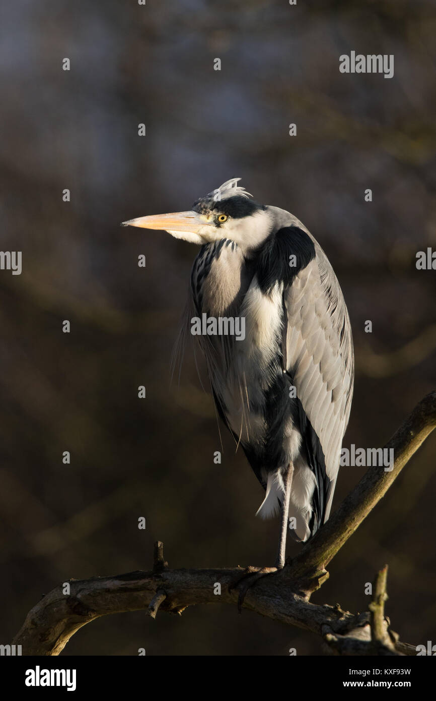 Hunched bird hi-res stock photography and images - Alamy