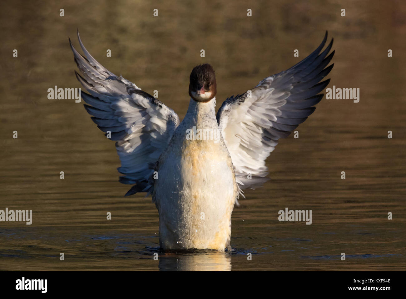 female Goosander / Common Merganser (Mergus merganser) drying its wings ...