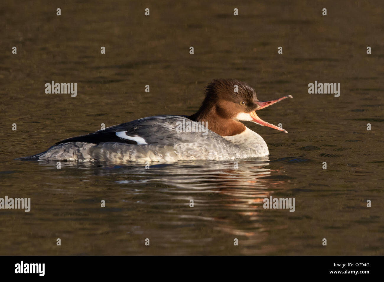 female Goosander / Common Merganser (Mergus merganser Stock Photo - Alamy