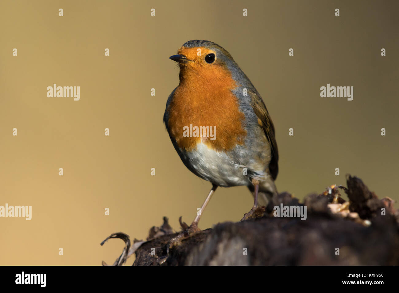 European robin hi-res stock photography and images - Alamy