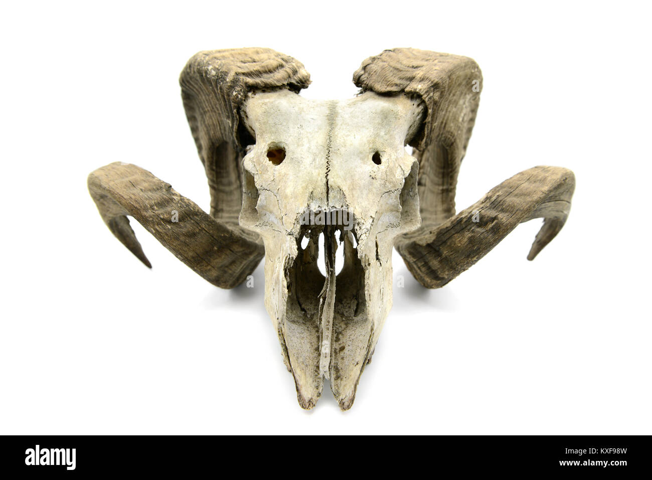 Sheep anatomy hi-res stock photography and images - Alamy