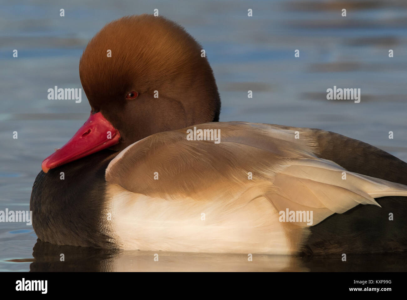 Male Crested Duck High Resolution Stock Photography and Images - Alamy