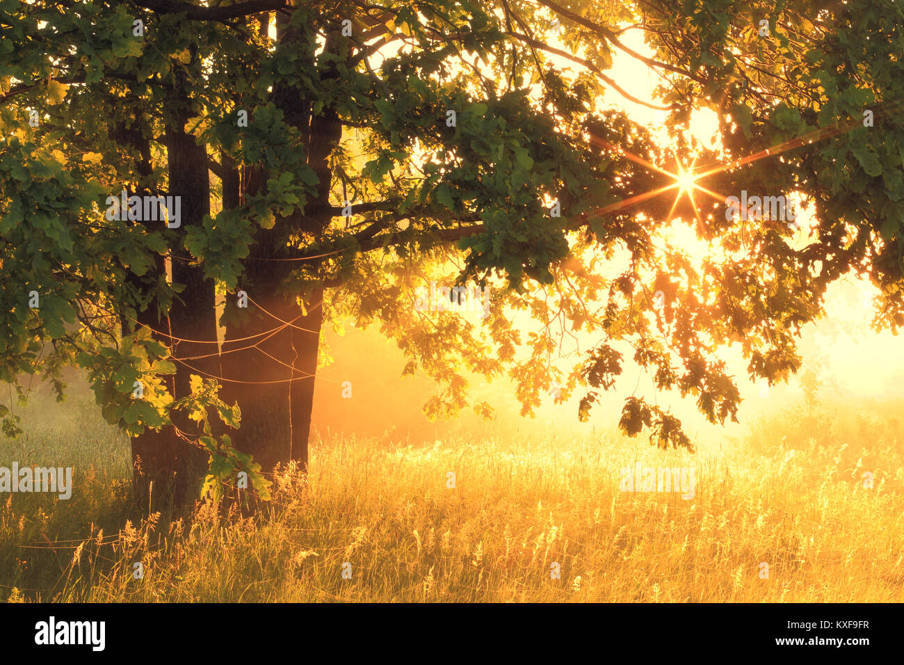 Sunny spring background. Bright sun shines through tree on misty meadow ...