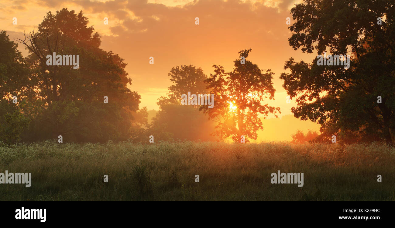 Sunny spring meadow. Stunning colorful sunrise over blooming meadow ...