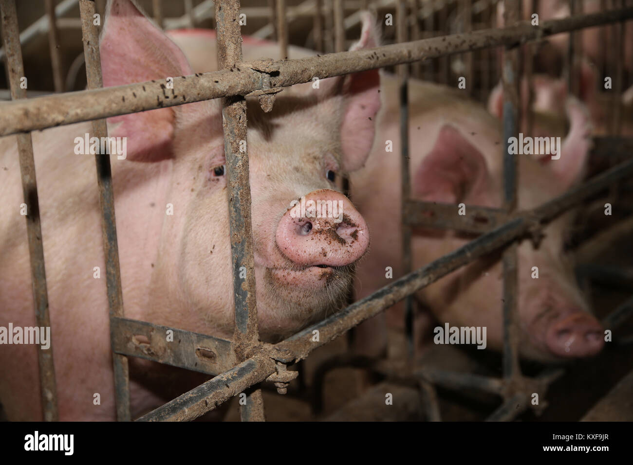 Group of mighty pig sows waiting for food in the bar. Extreme close up ...