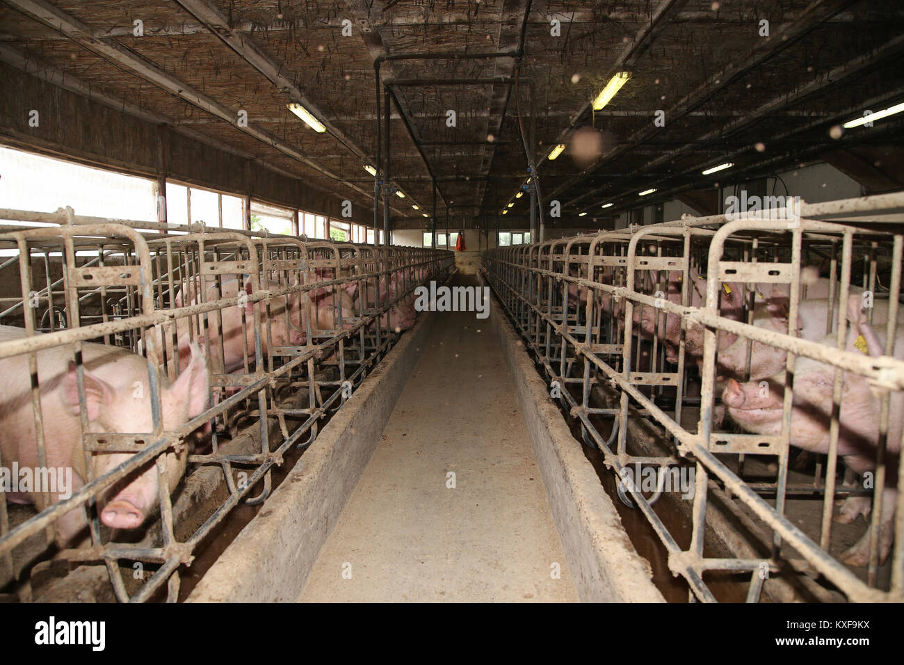 Sows living in stable at an industrial animal farm Stock Photo - Alamy