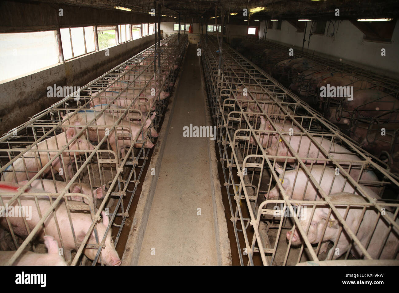 Group of mighty pig sows waiting for food in the bar Stock Photo - Alamy