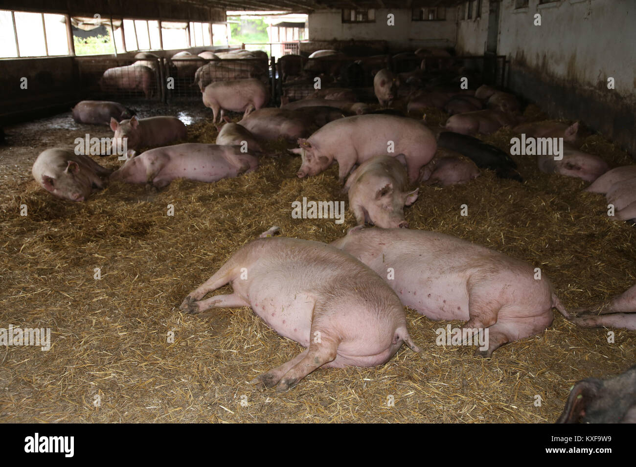 Mighty pig sows laying or sleeping in a straw filled enclosure Stock ...