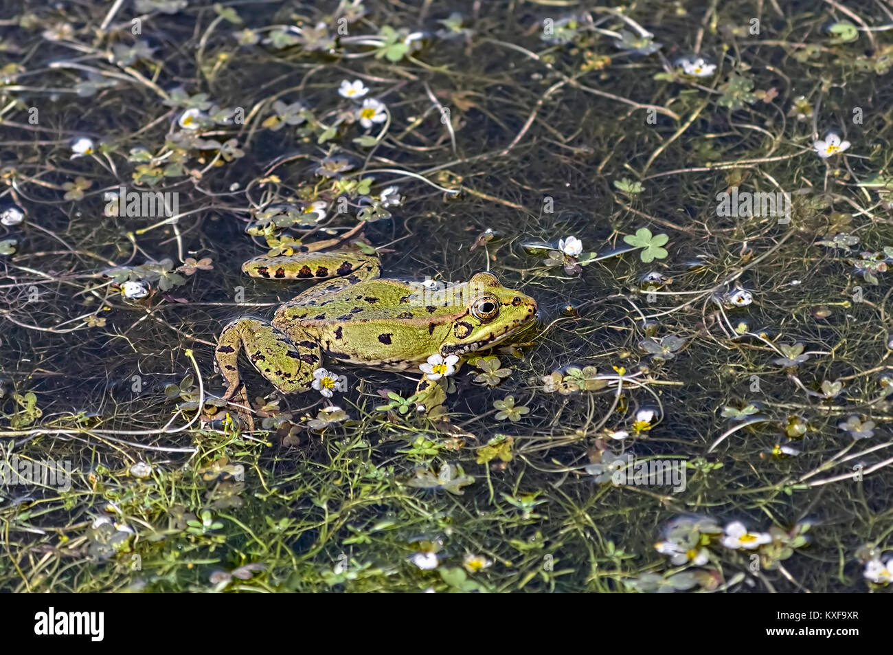 Frog in swimming pool hi-res stock photography and images - Alamy