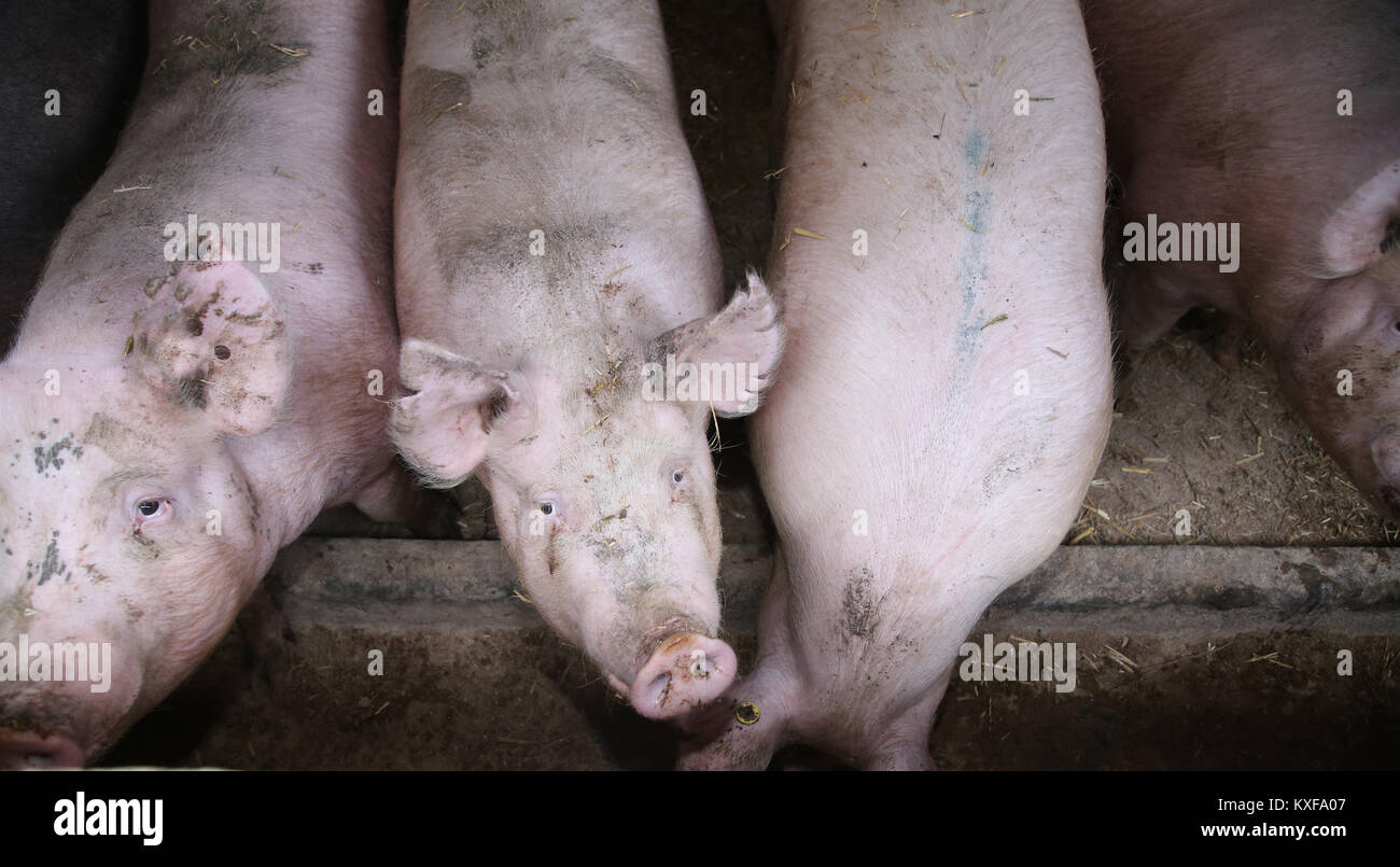 Above photo of mighty pig sows in the barn Stock Photo - Alamy