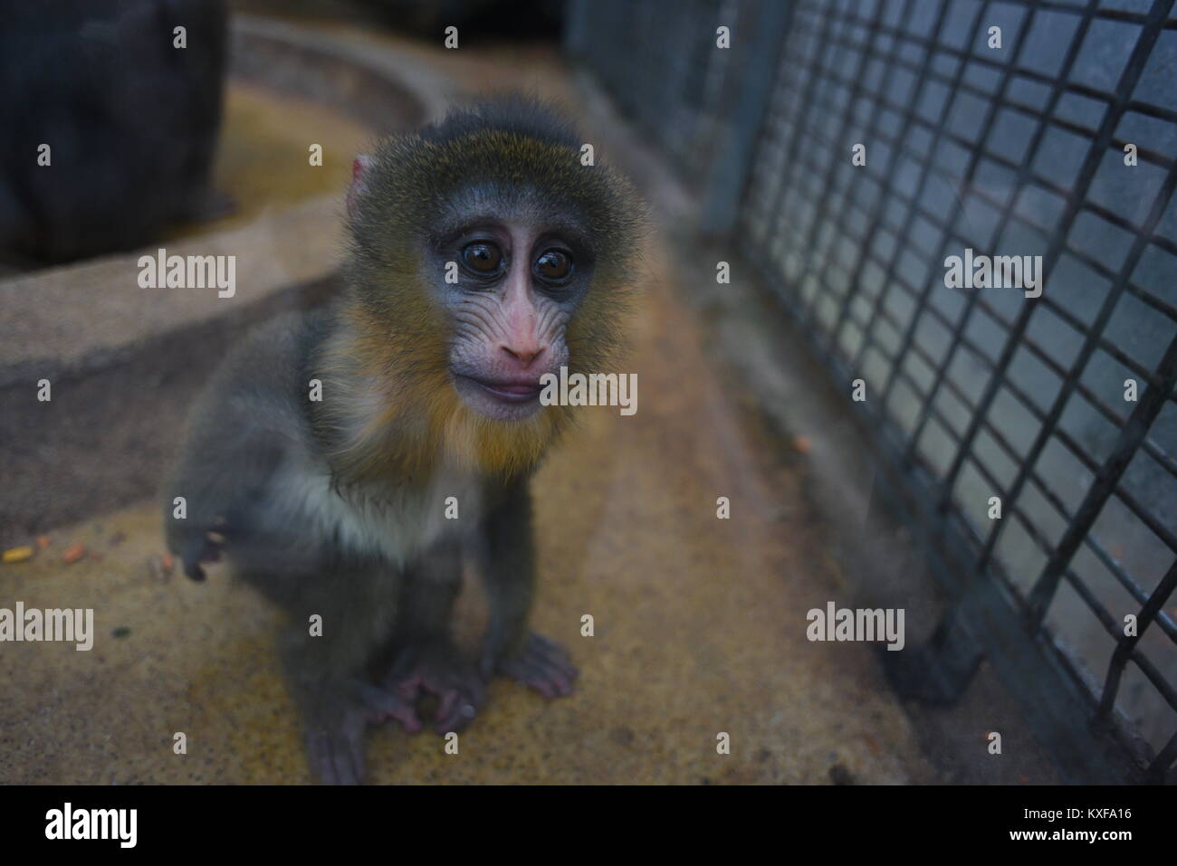 A baby Mandrill called 'Obi' pictured in his enclosure at Madrid zoo ...