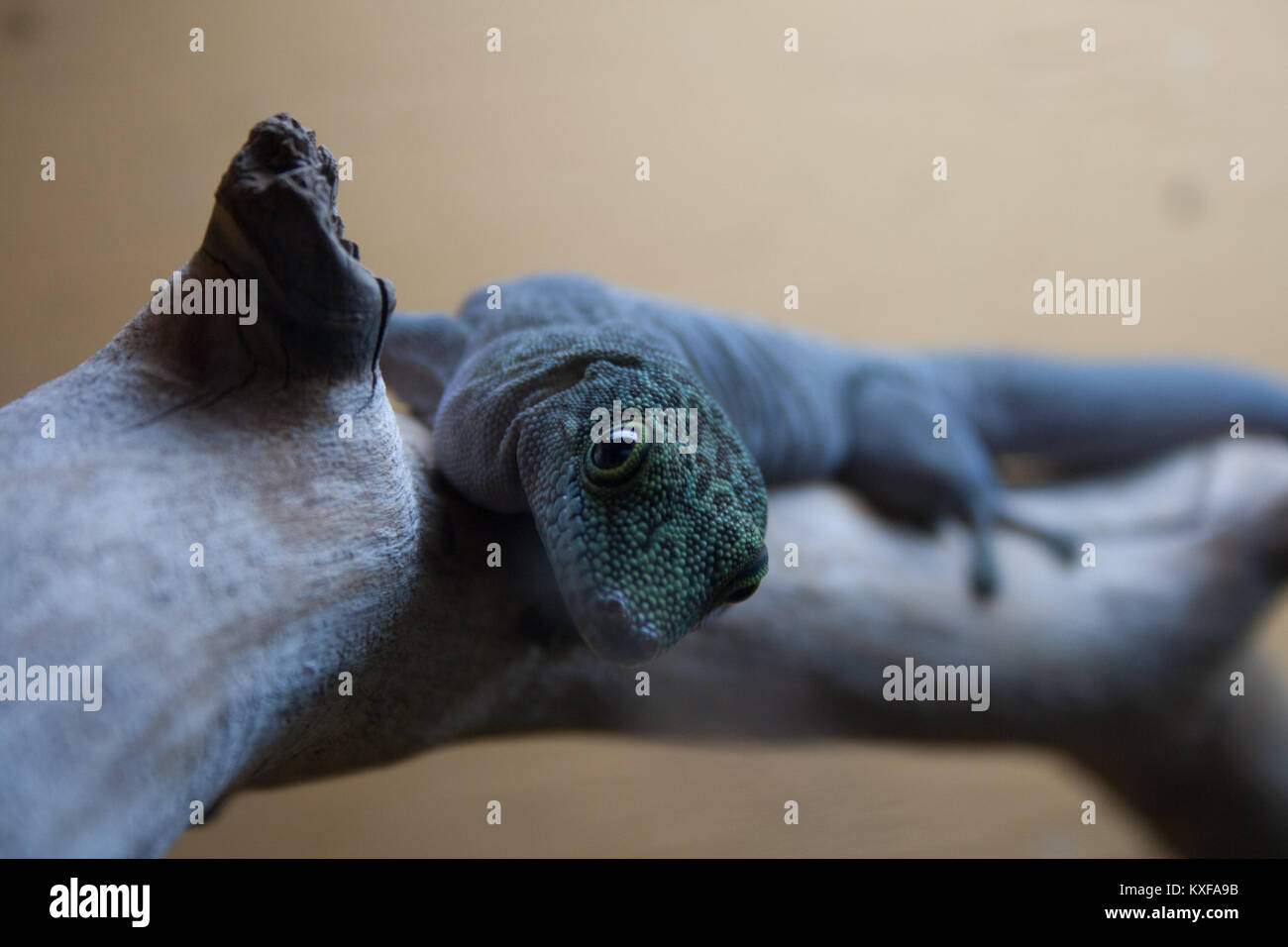 island gecko looking at camera in window of his enclosure Stock Photo ...