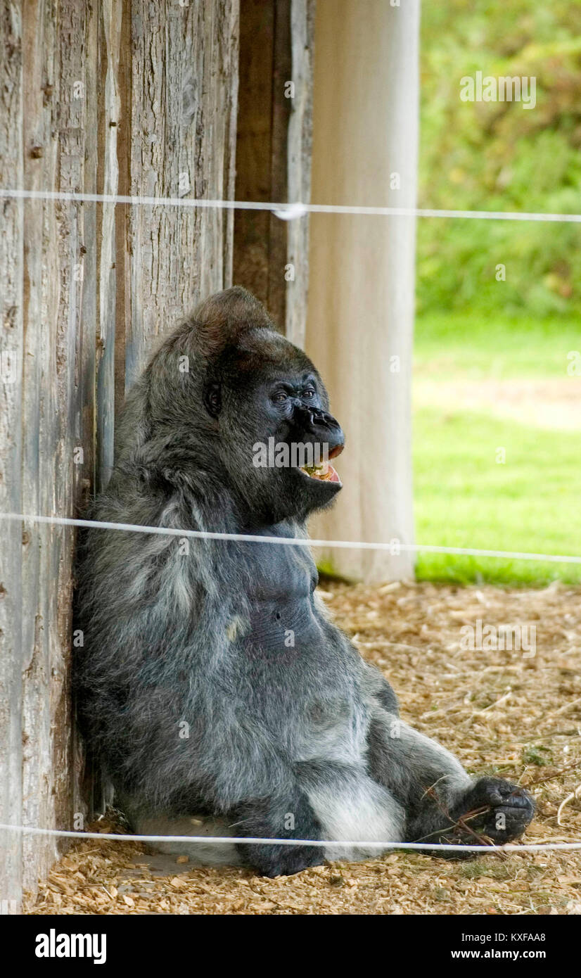 Longleat's beloved silverback gorilla Nico who has died aged 56 and was ...