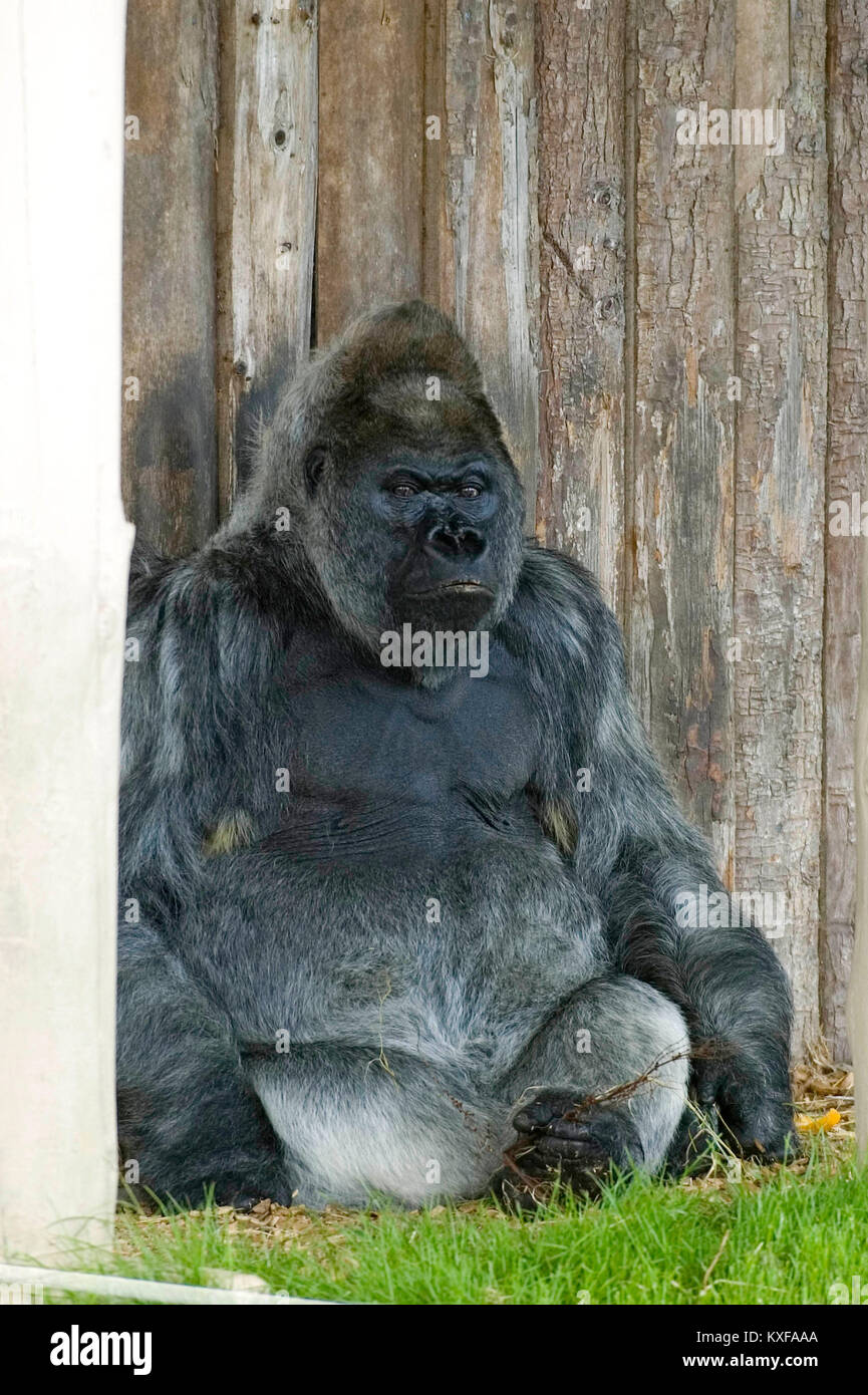 Longleat's beloved silverback gorilla Nico who has died aged 56 and was ...
