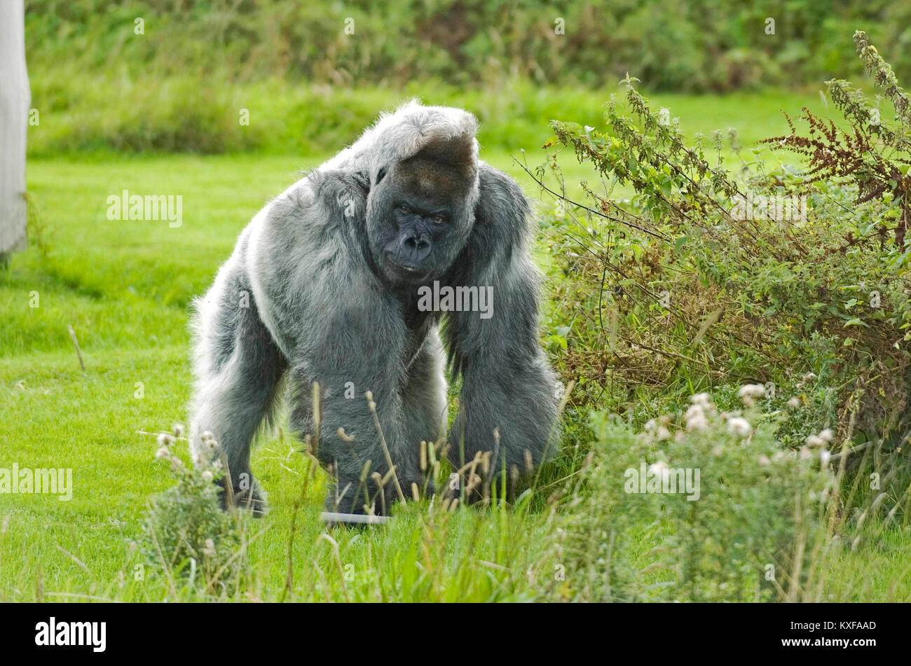 Longleat's beloved silverback gorilla Nico who has died aged 56 and was ...