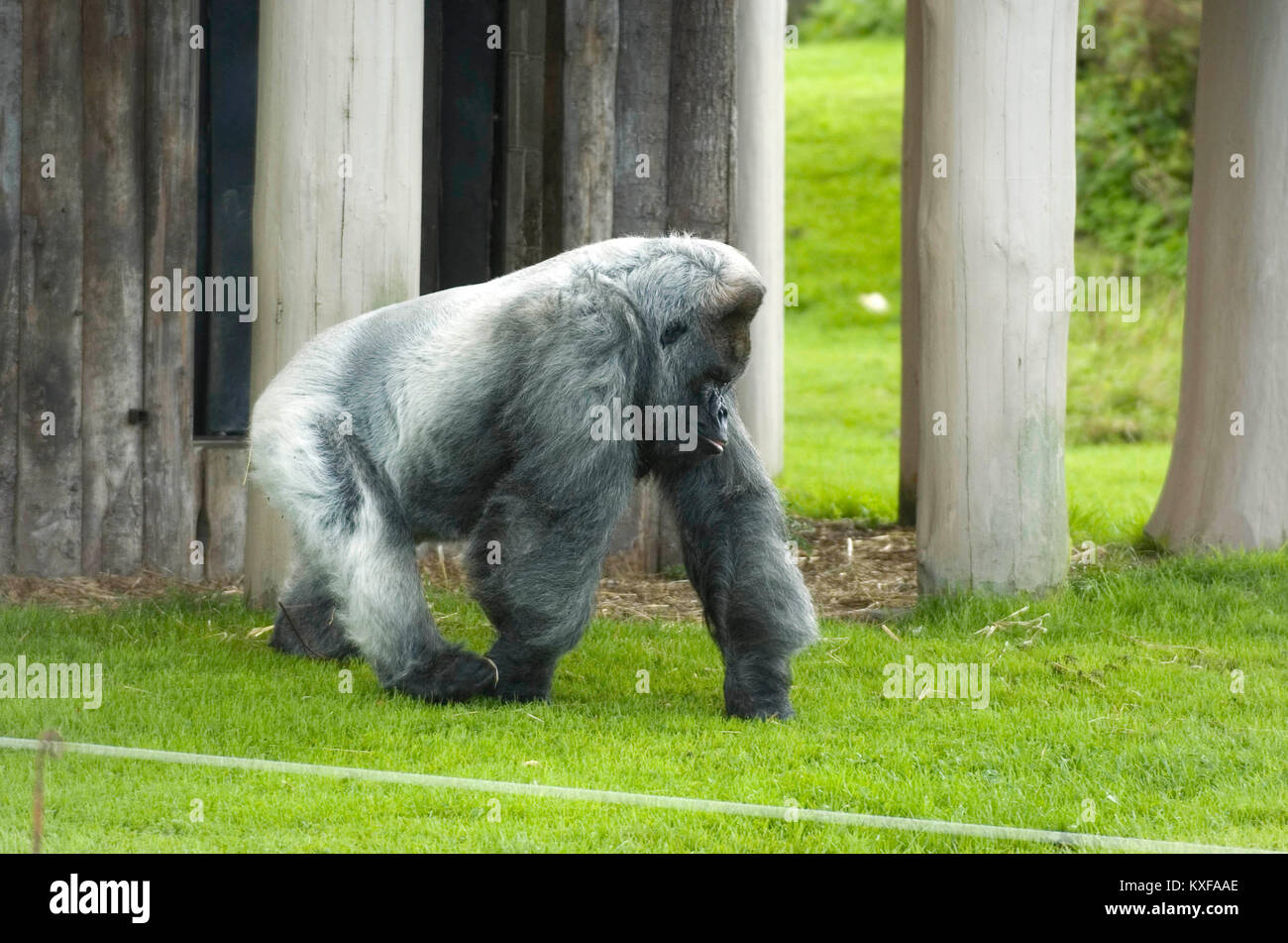 Gorilla at longleat safari hi-res stock photography and images - Alamy