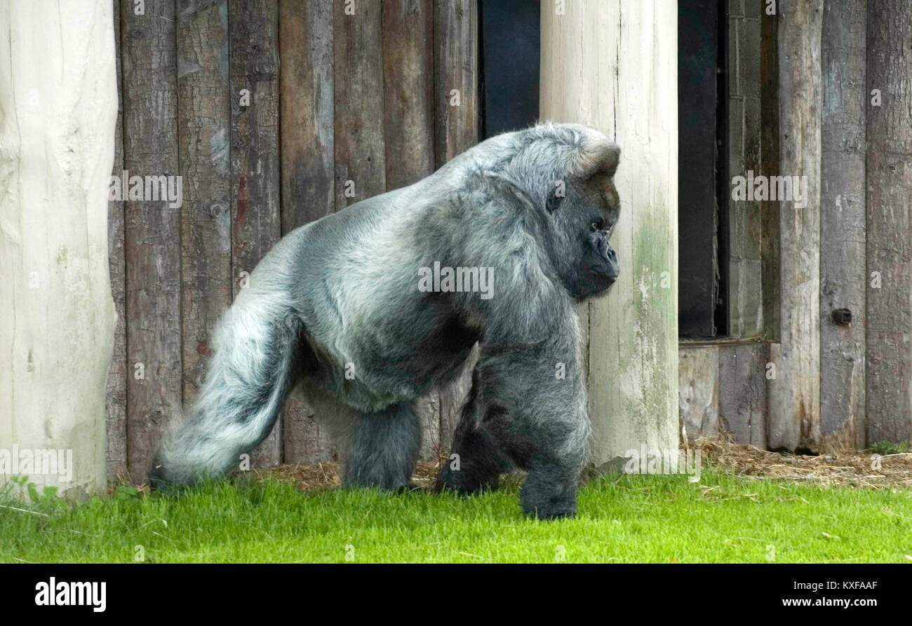 Longleat's beloved silverback gorilla Nico who has died aged 56 and was ...