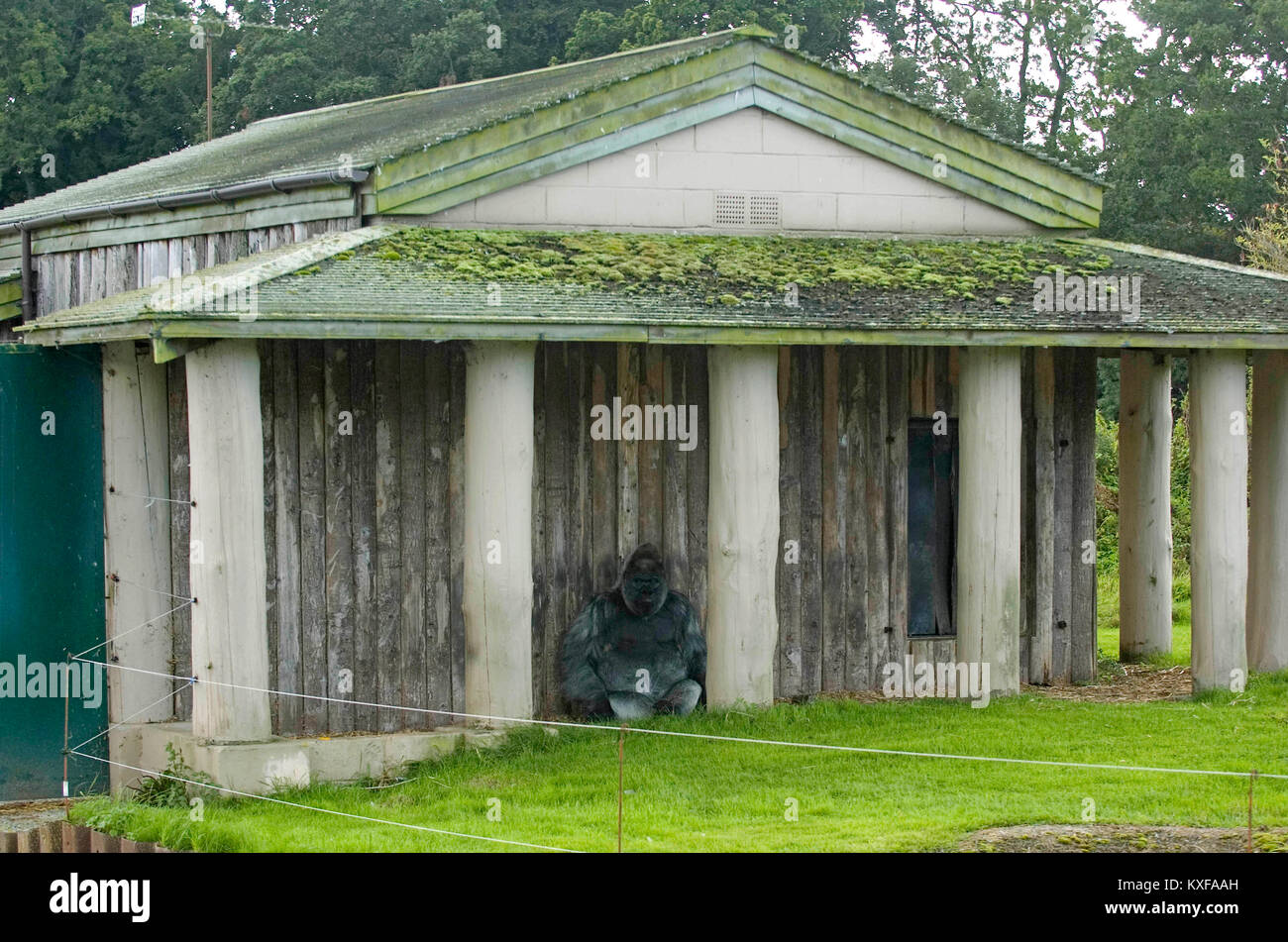Longleat's beloved silverback gorilla Nico who has died aged 56 and was ...