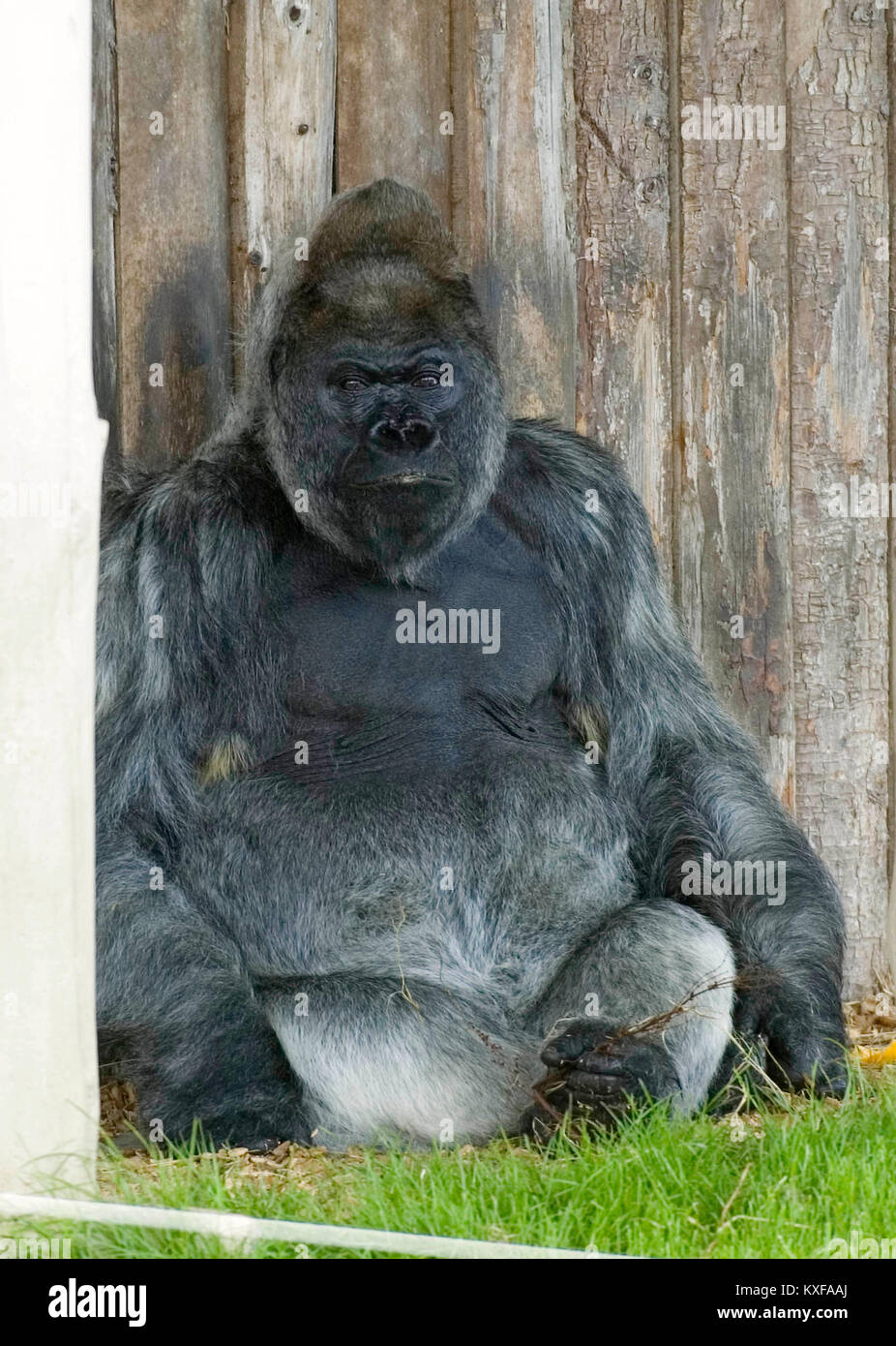 Longleat's beloved silverback gorilla Nico who has died aged 56 and was ...