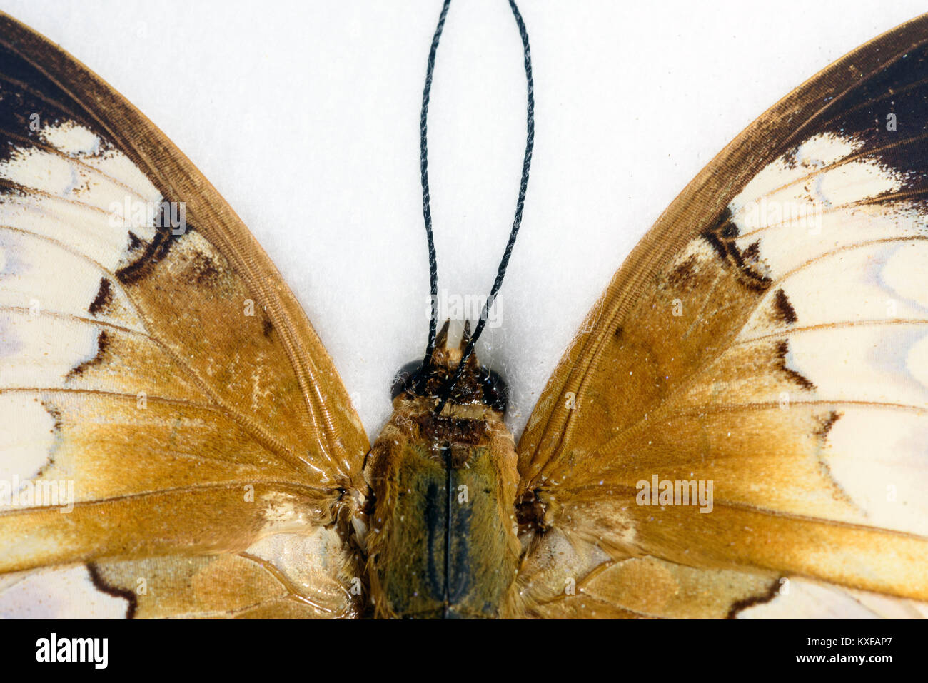 Macro closeup detail of a beautiful butterfly insect wing pattern in ...