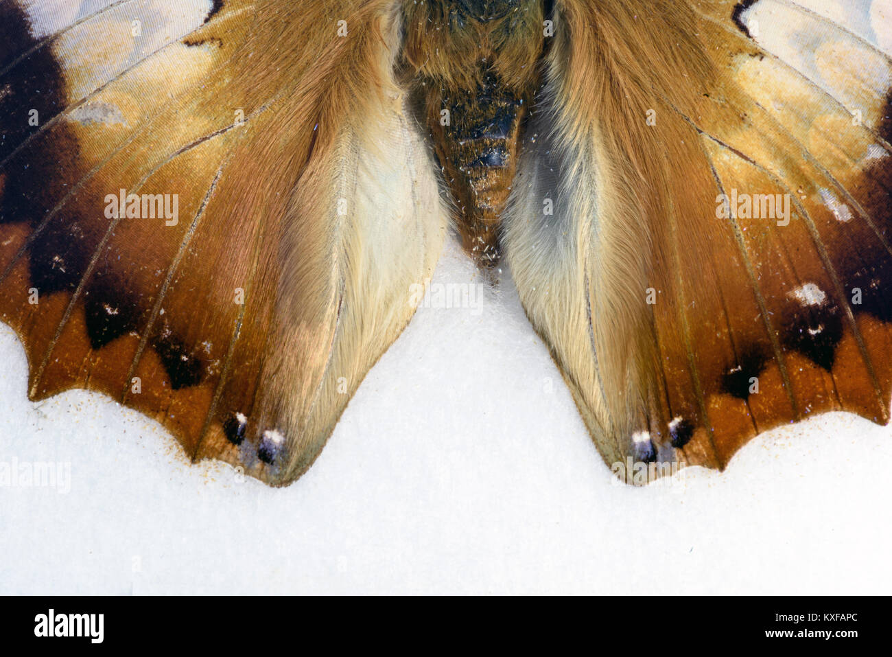 Macro closeup detail of a beautiful butterfly insect wing pattern in ...