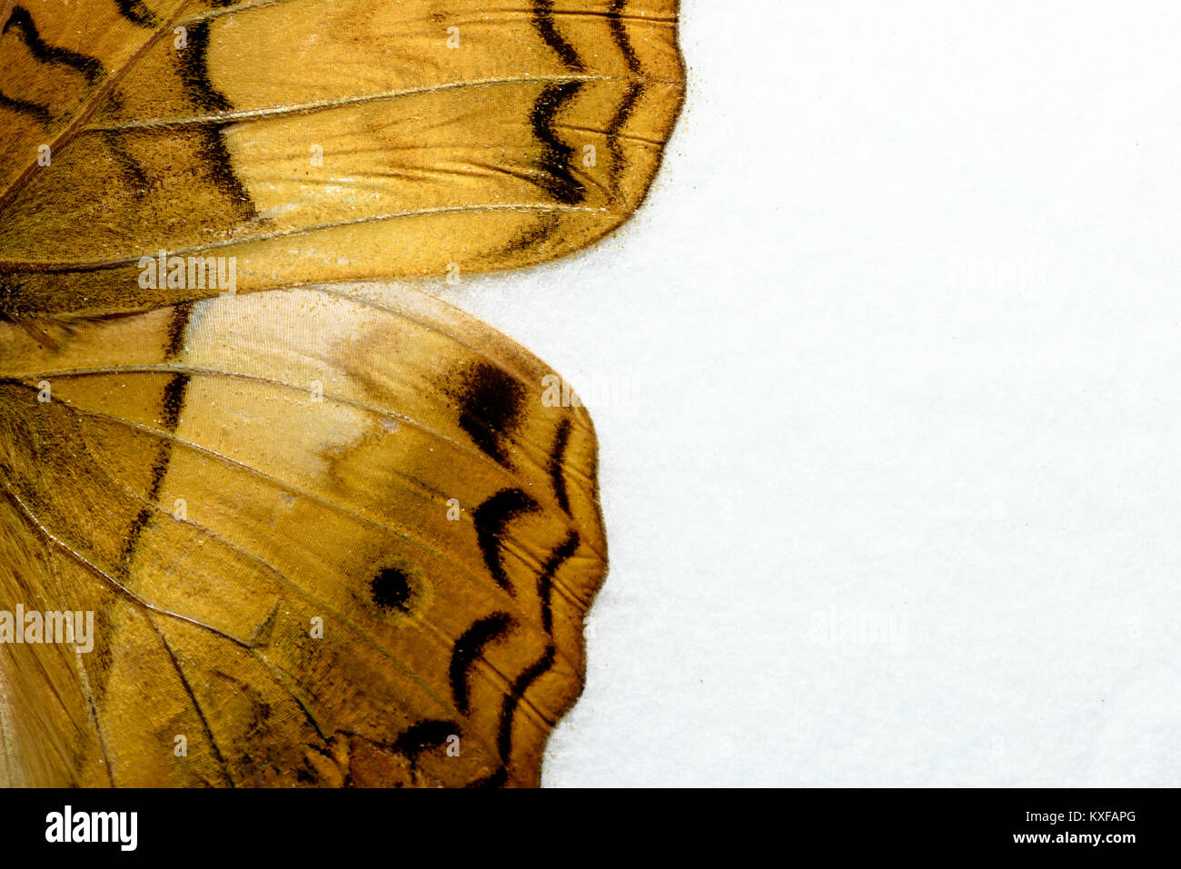 Macro closeup detail of a beautiful butterfly insect wing pattern in ...