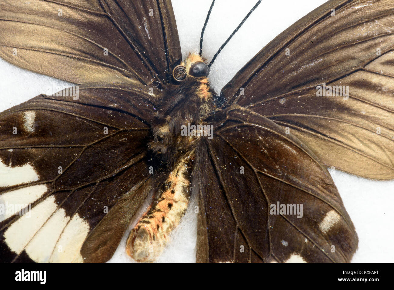 Macro closeup detail of a beautiful butterfly insect wing pattern in ...