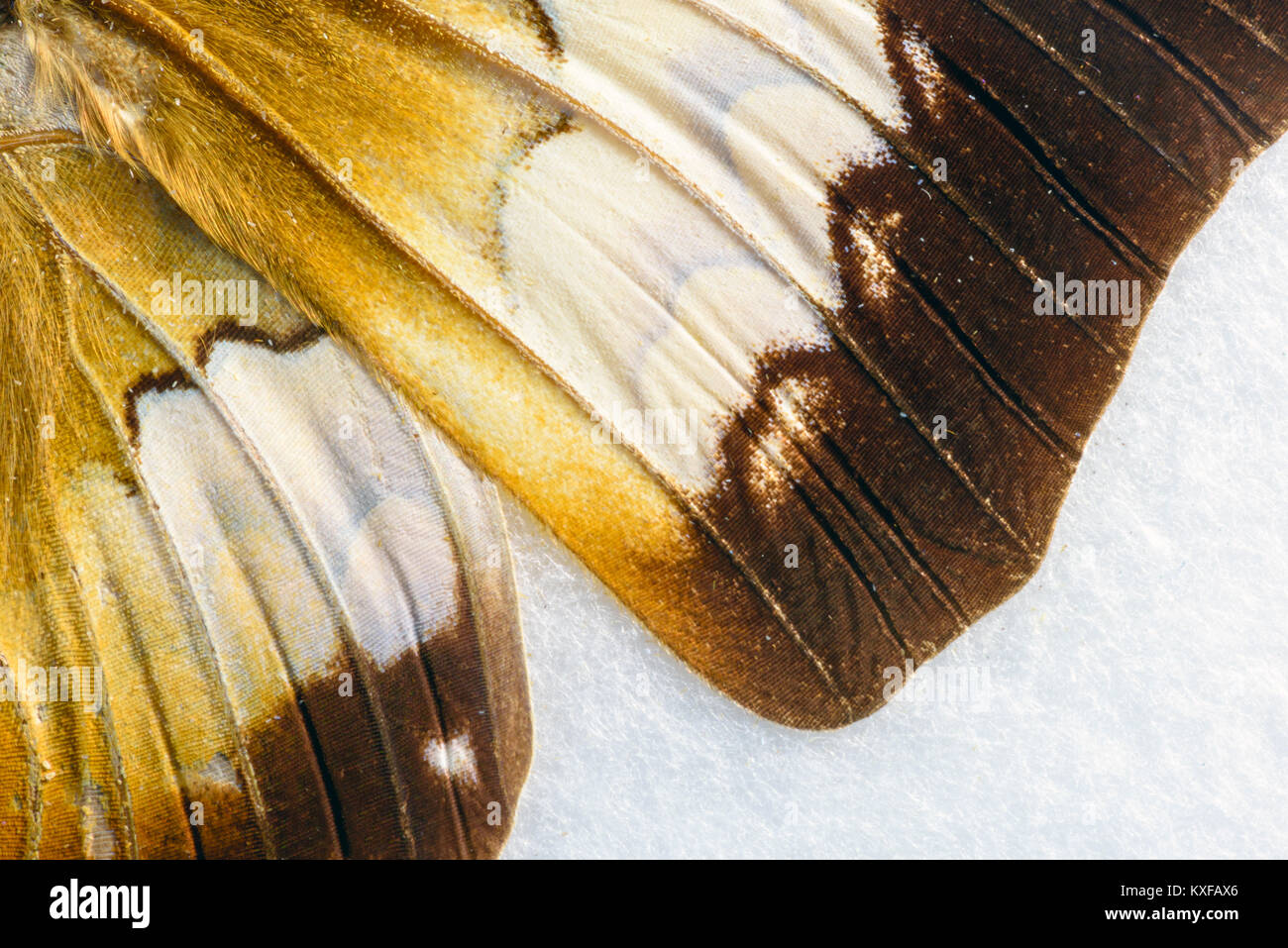 Wing pattern hi-res stock photography and images - Alamy