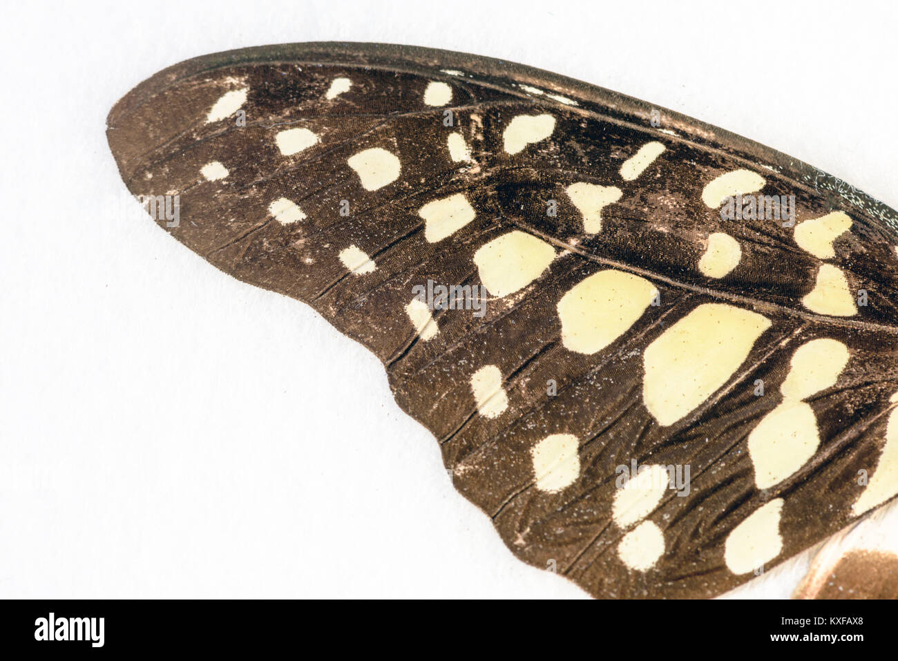 Wing pattern hi-res stock photography and images - Alamy