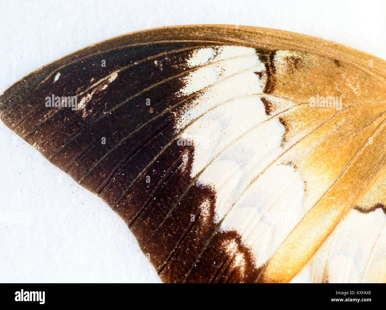 Macro closeup detail of a beautiful butterfly insect wing pattern in ...