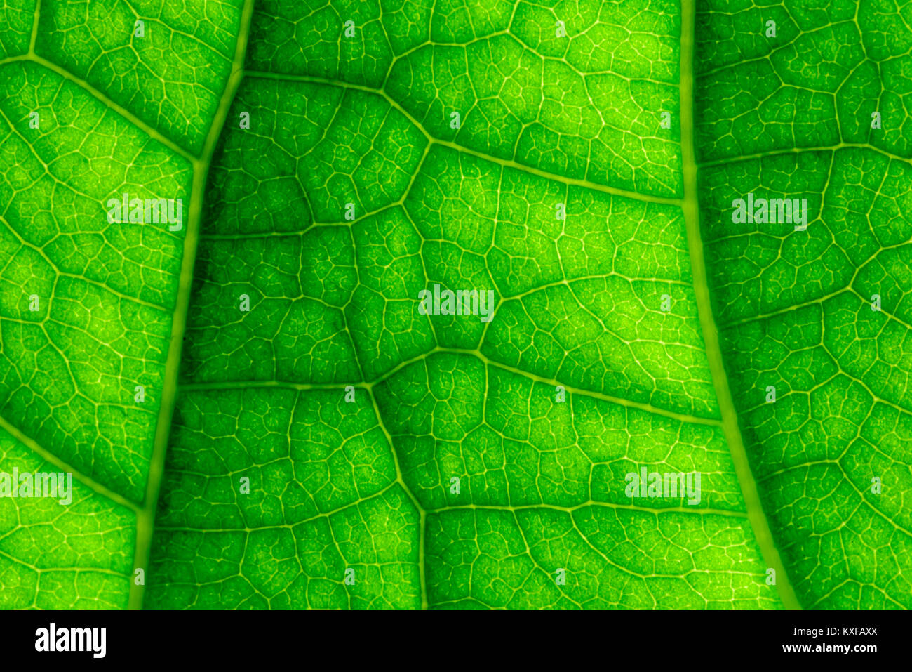 Macro close-up of a lush green plant leaf texture with veins and the ...