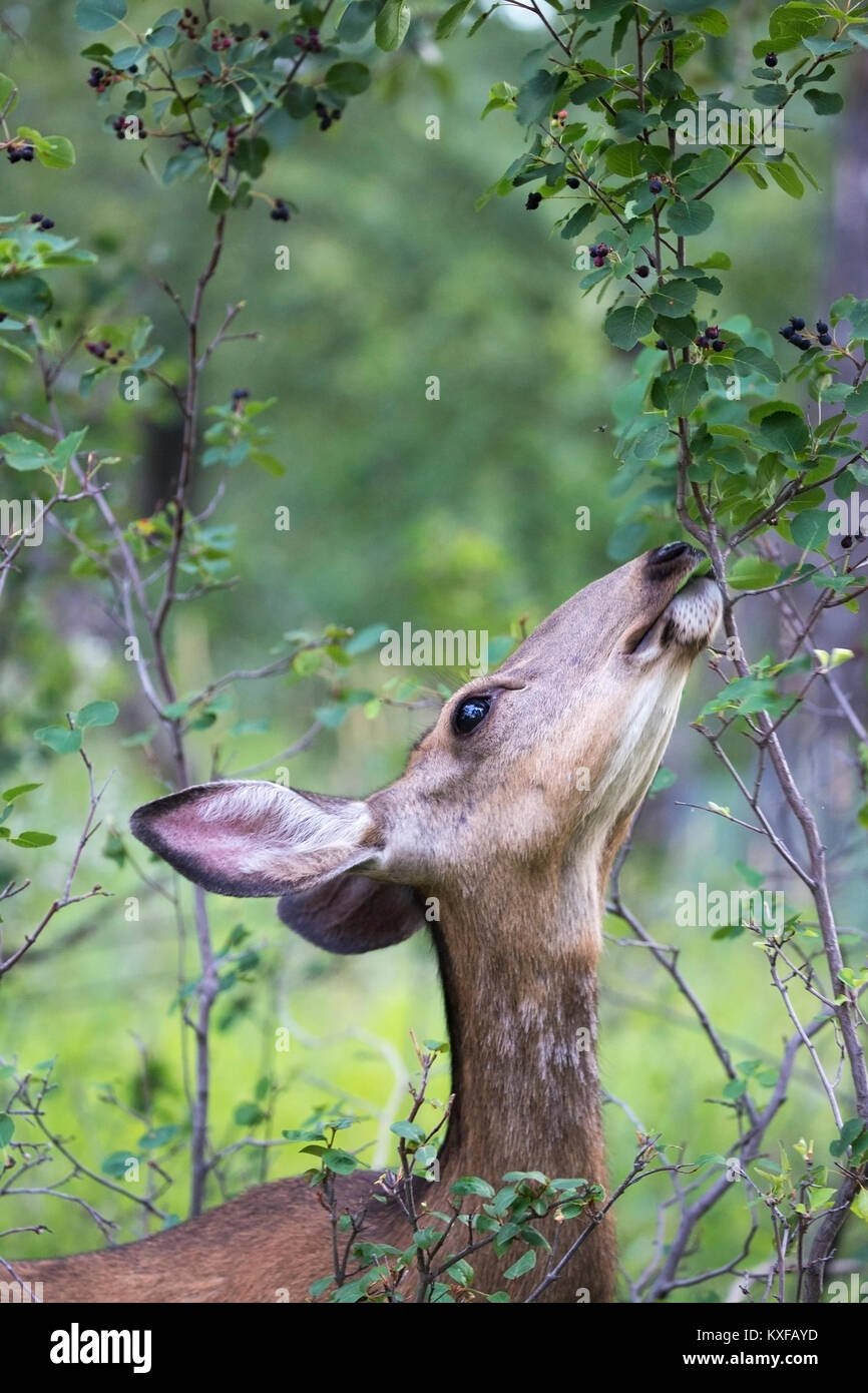 Odocoileus hemionus browsing hi-res stock photography and images - Alamy