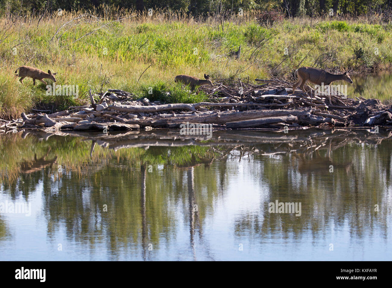 Mule Crossing High Resolution Stock Photography and Images - Alamy