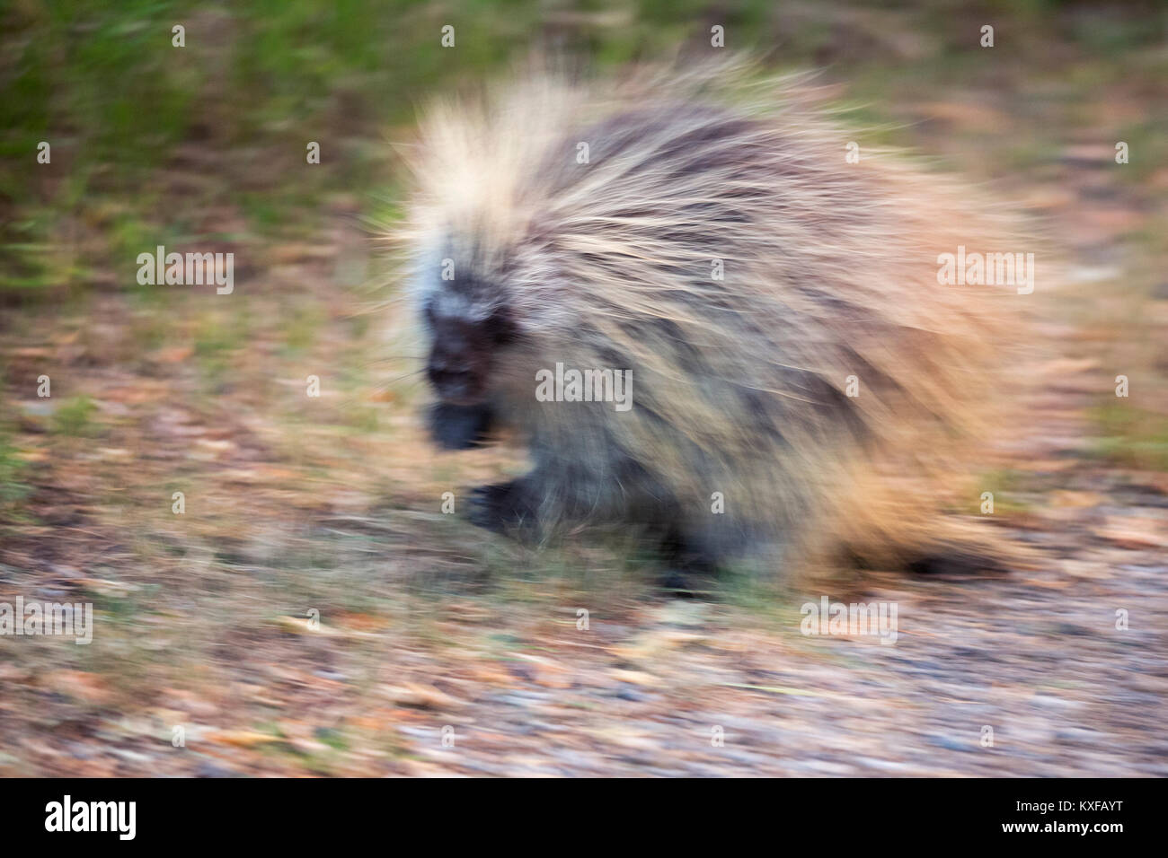 North american porcupine walking hi-res stock photography and images ...