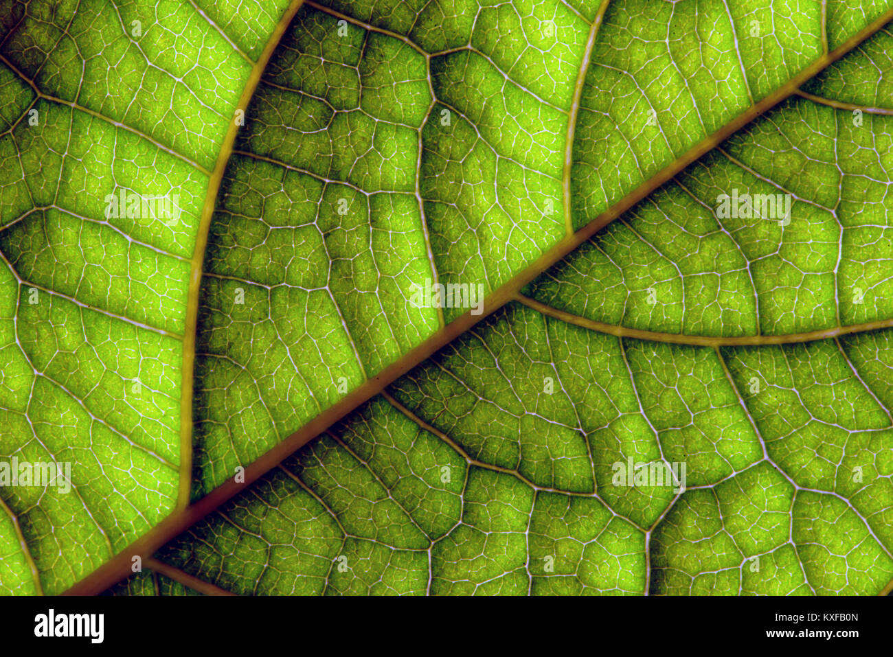 Macro close-up of a lush green plant leaf texture with veins and the ...