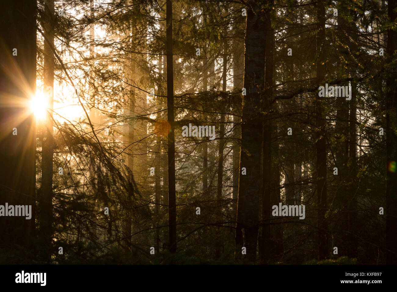 Sun rays burst through the forest after dawn in Mendocino County ...
