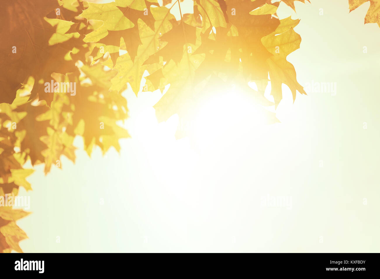 Vector autumn leaves frame hi-res stock photography and images - Alamy
