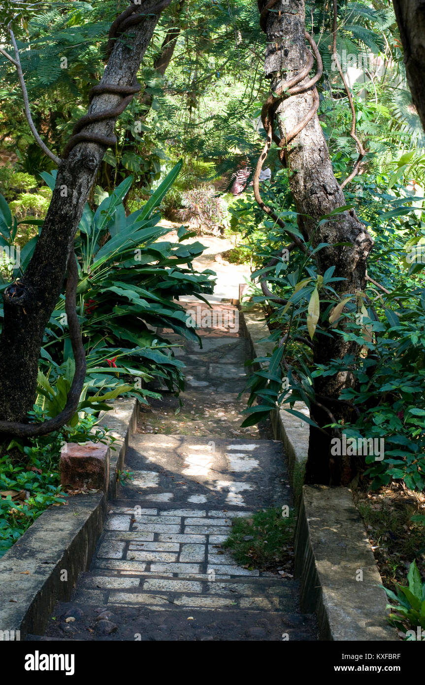 Ornamental path through tropical garden Stock Photo - Alamy