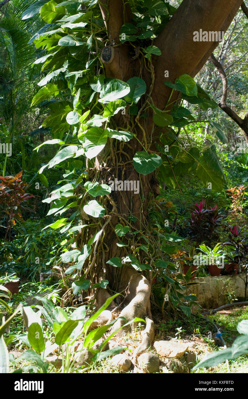 Monstera deliciosa climber on tropical tree hi-res stock photography ...