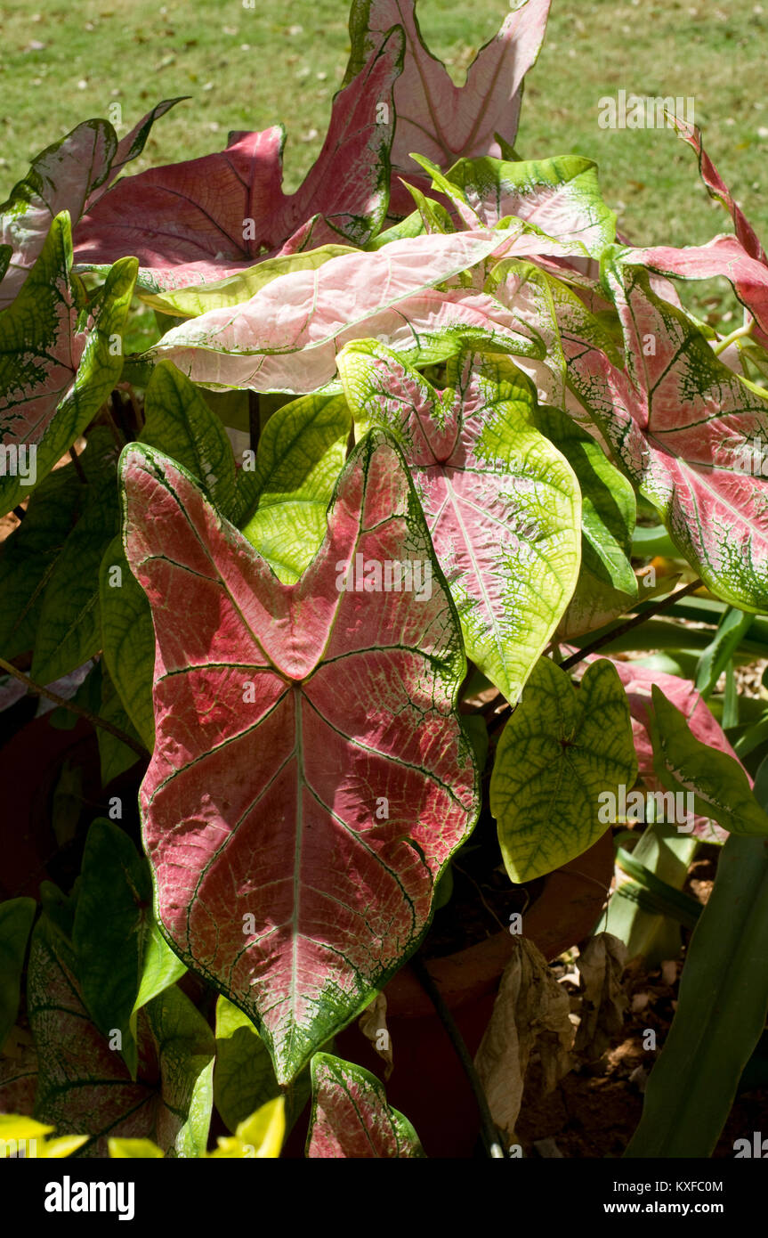 Elephant Ear plant, Philodendron Stock Photo - Alamy