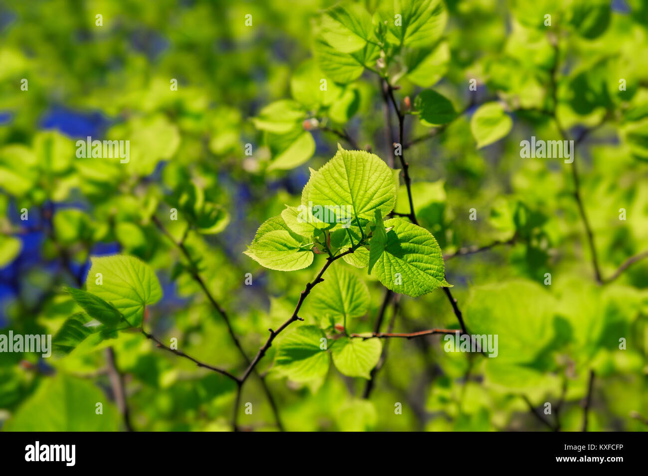 Little leaf linden hi-res stock photography and images - Alamy